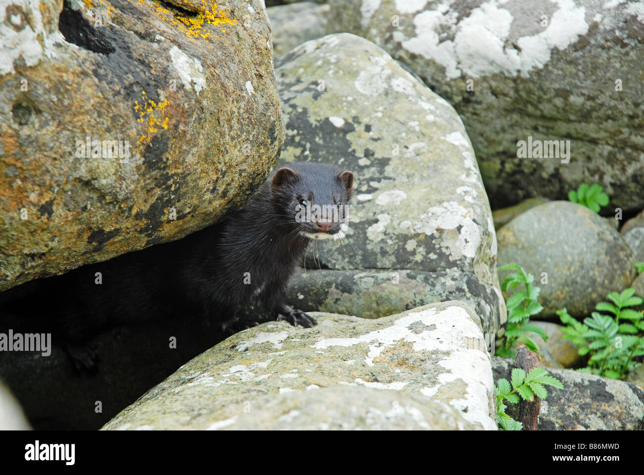 American Mink in the wild Stock Photo - Alamy