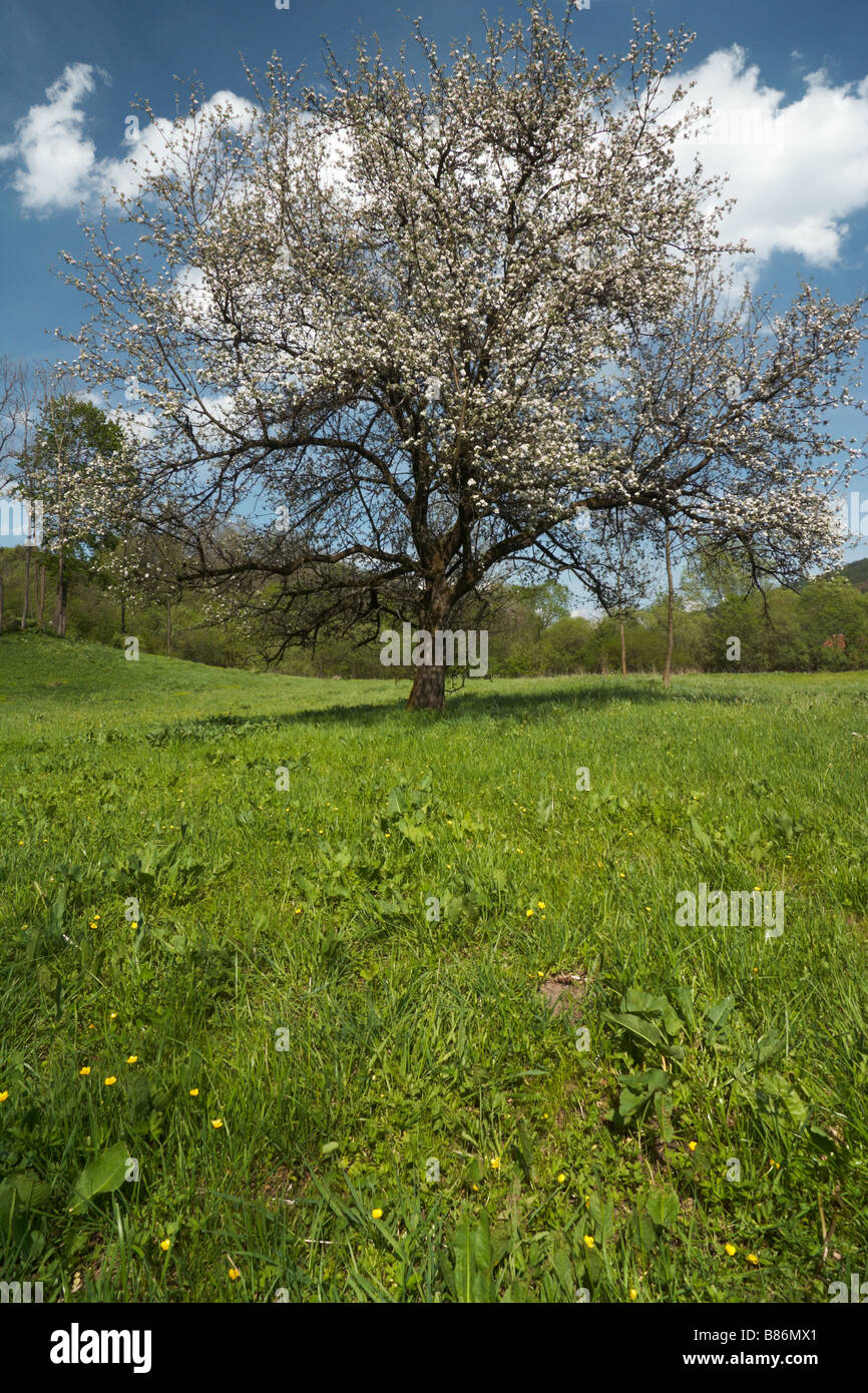 botany, apple, Paradise apple, (Malus communis Stock Photo - Alamy