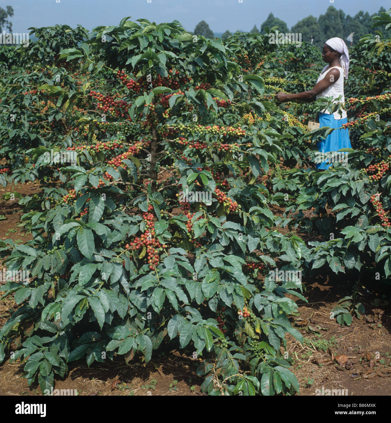 Girl picking ripe coffee cherries on heavily fruit bushes on a ...
