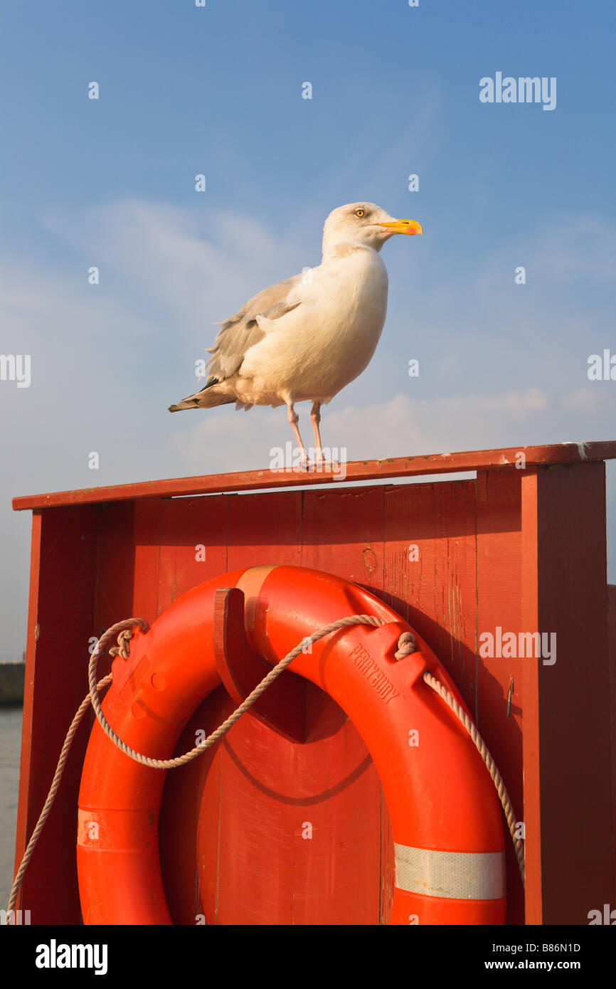 Seagull sitting on top of life ring, Whitby, "North Yorkshire", England ...