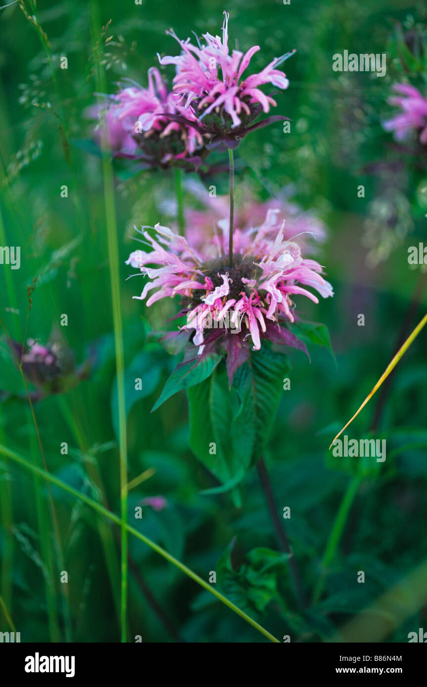 Close up of flowering Monarda didyma Stock Photo - Alamy