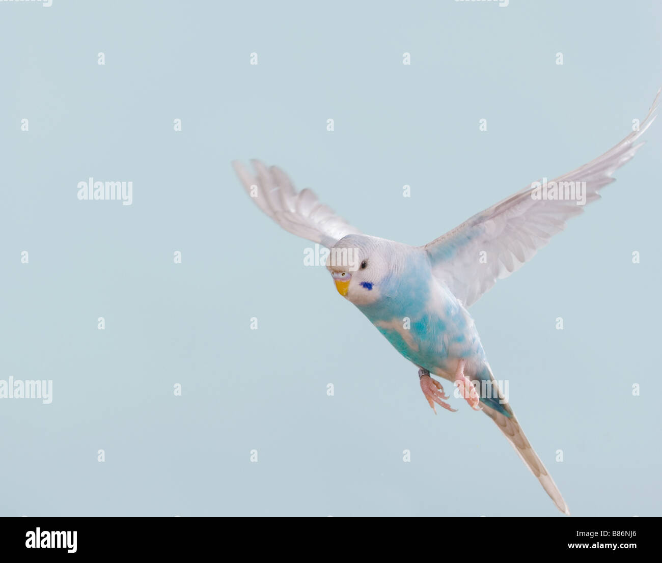 young budgerigar - flying / Melopsittacus undulatus Stock Photo - Alamy