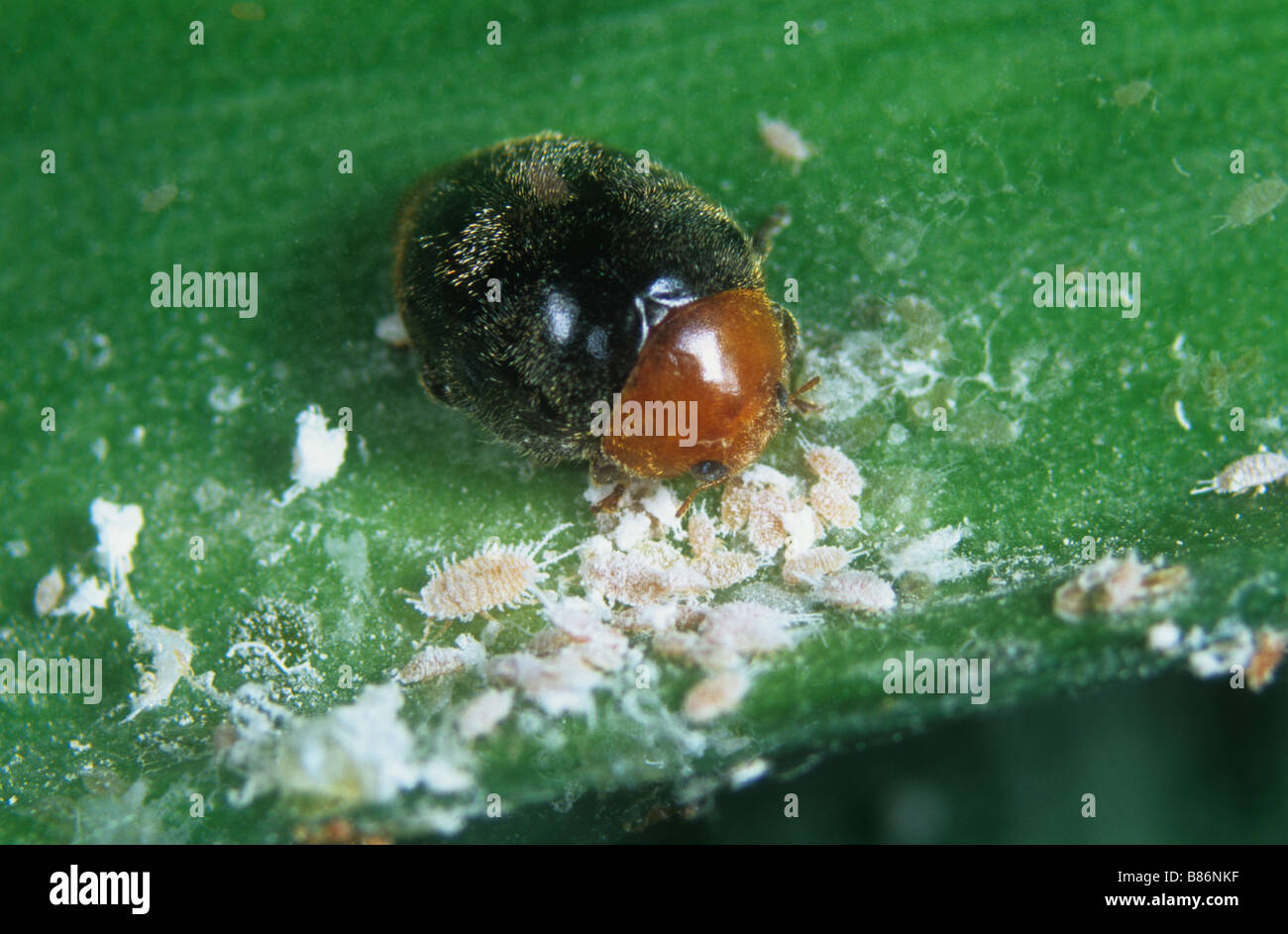 Australian ladybird Cryptolaemus montrouzieri feeding on citrus ...