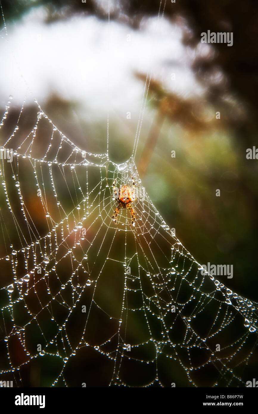 An orange spider sits on a web covered in early morning dew. Misty ...