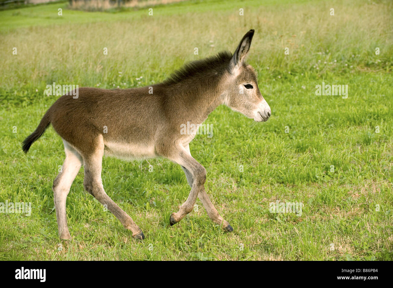 donkey foal - walking on meadow Stock Photo - Alamy