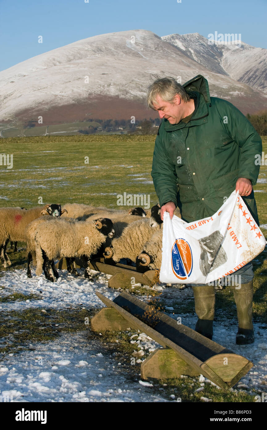 Farmer feeding ram lambs in troughs with concentrates from plastic feed ...