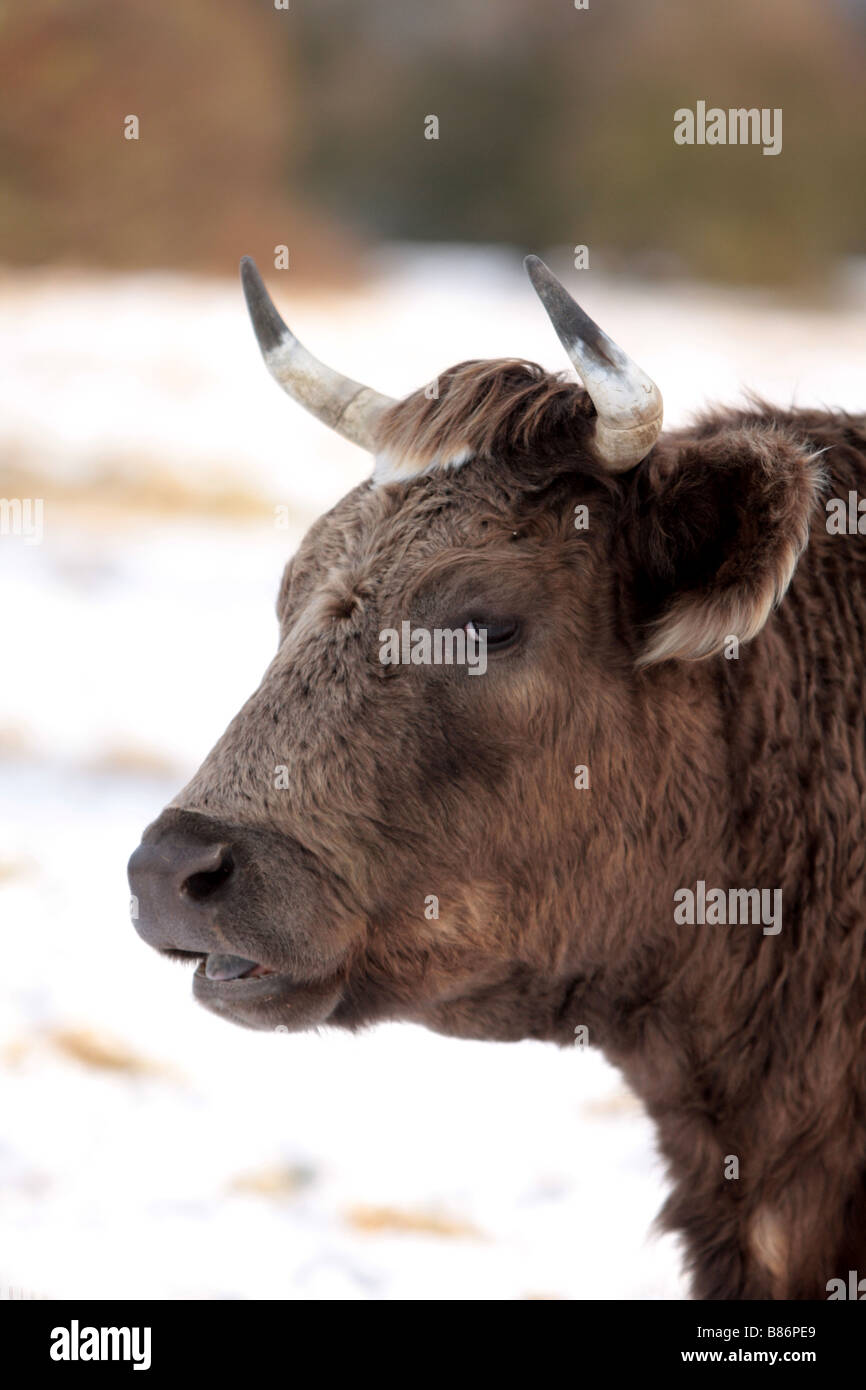 head, headshot, 'charalaris bullock', bull, calf, cow, baby ...