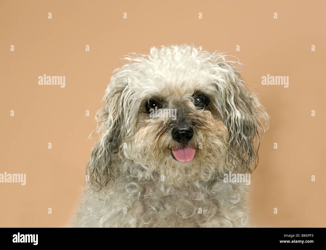 half breed dog - portrait Stock Photo - Alamy