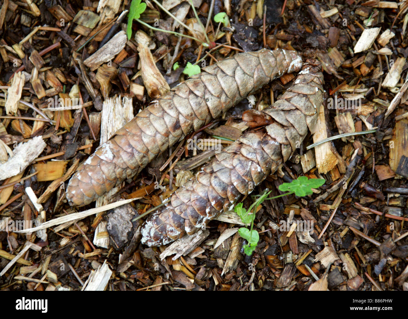 Brewer Spruce Cones aka Brewer's Weeping Spruce, Picea breweriana ...