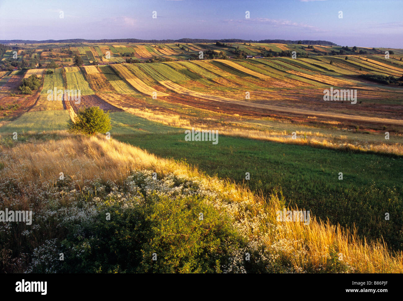 organic farming fields patterned landscape Stock Photo - Alamy