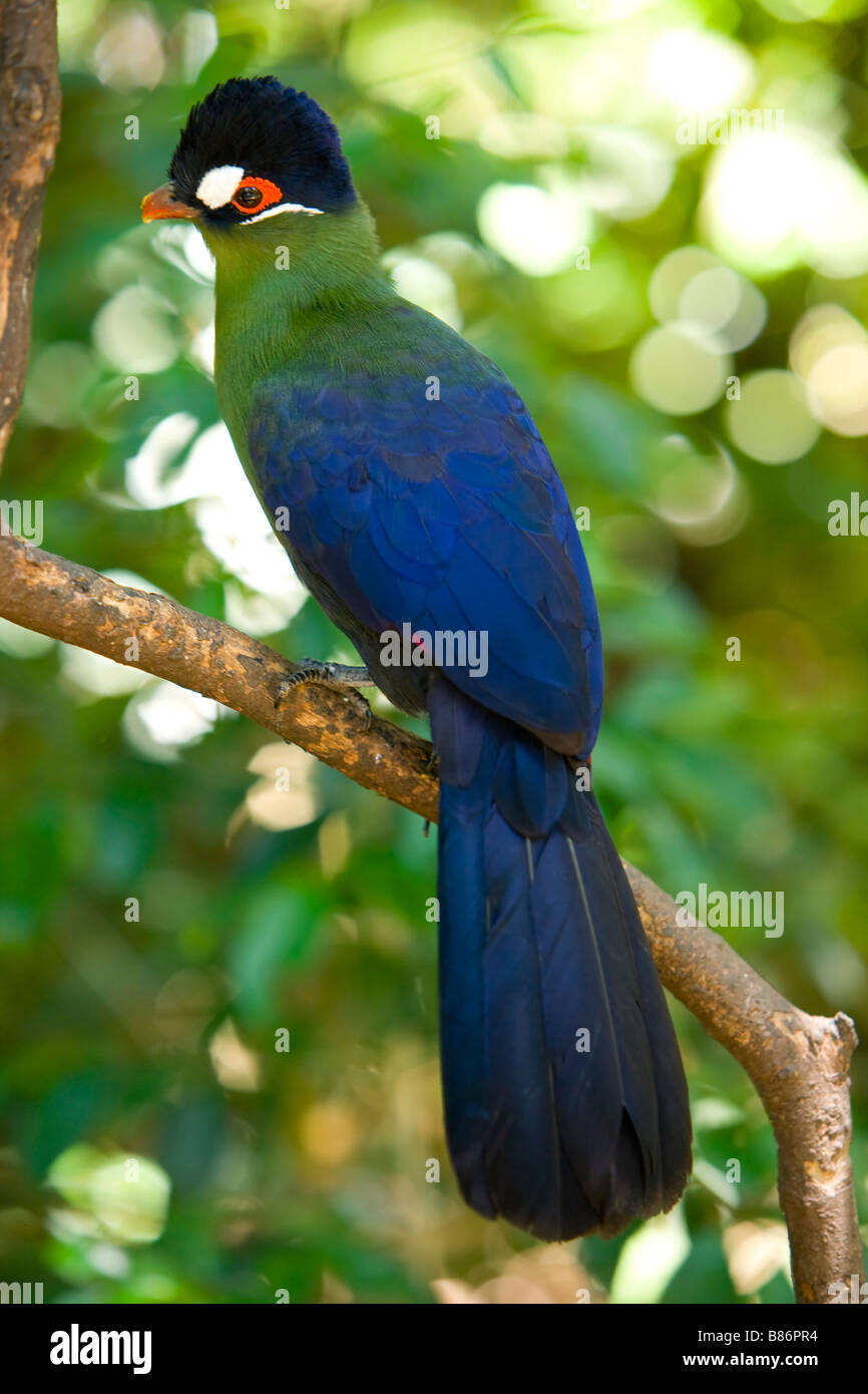 Laurie bird hi-res stock photography and images - Alamy