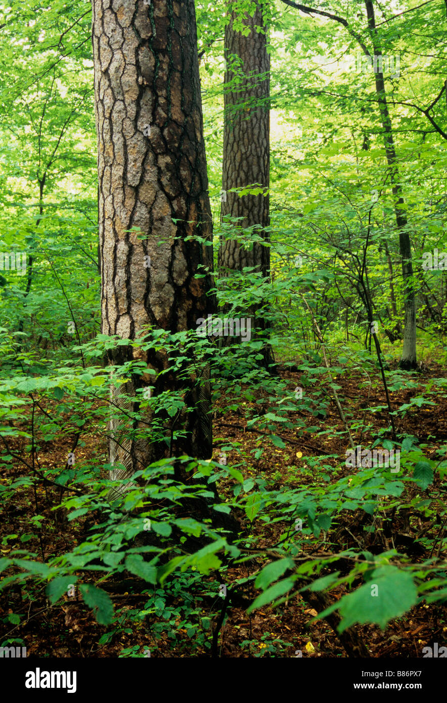 Pine trunk in forest Stock Photo - Alamy