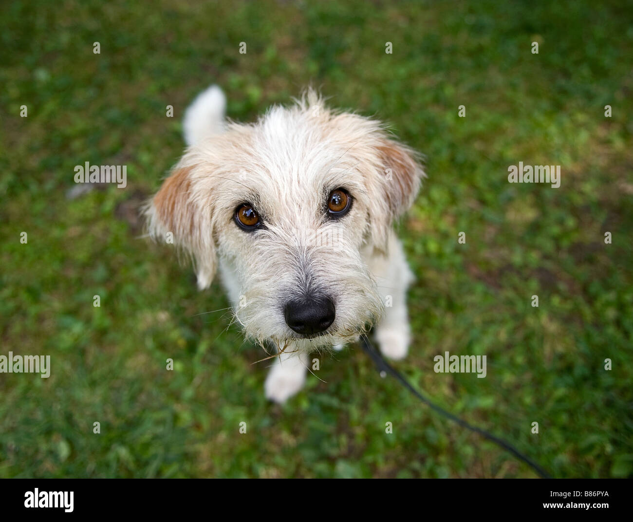 half breed dog on meadow Stock Photo - Alamy