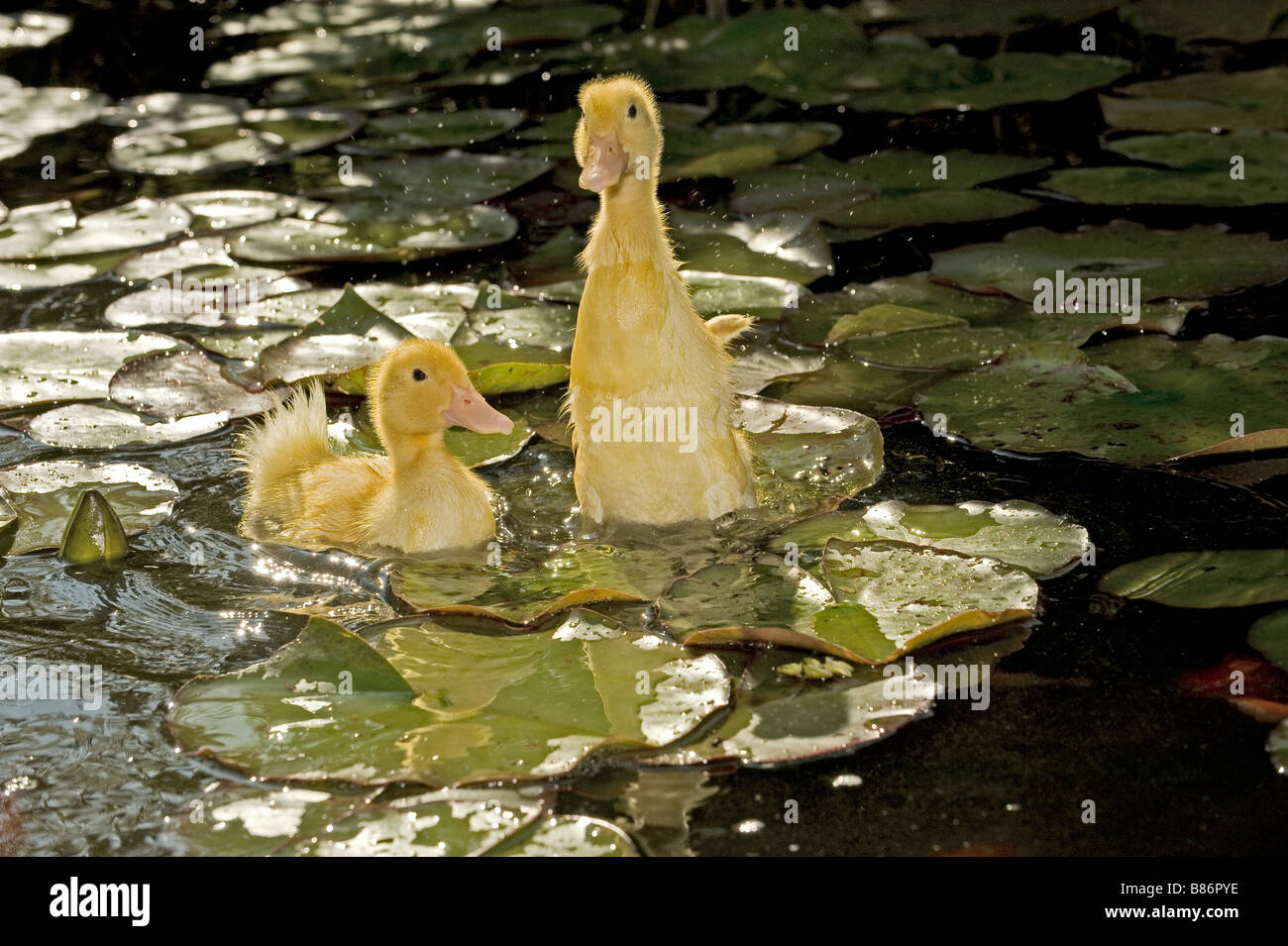 two ducklings - swimming Stock Photo - Alamy