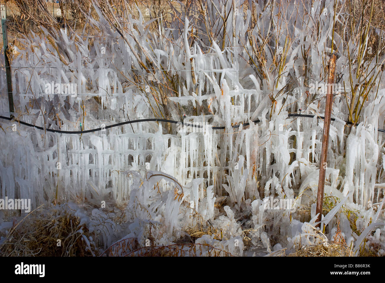 Icicles formed from drip watering Stock Photo - Alamy