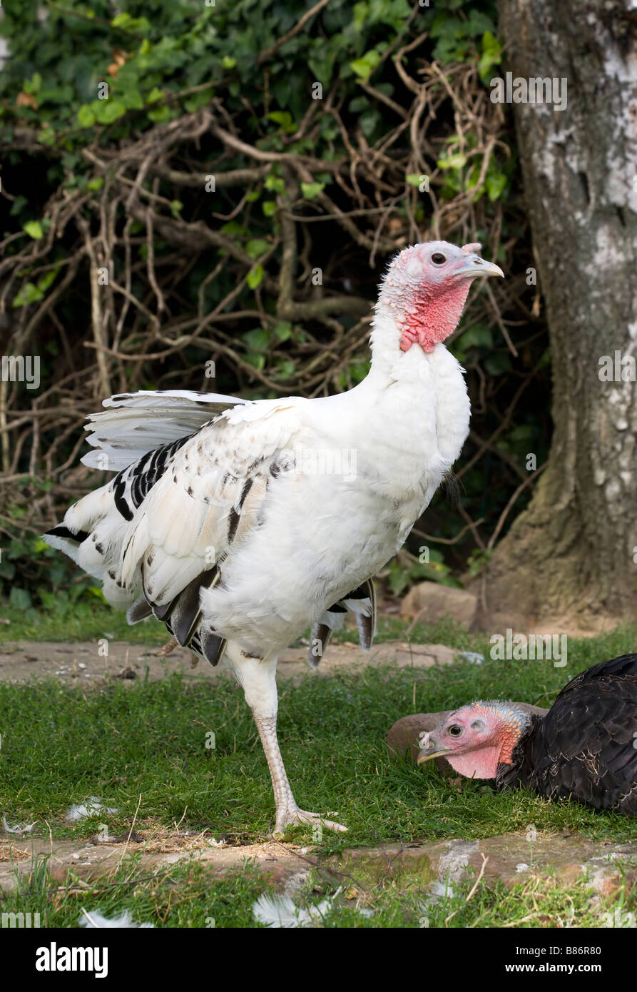 two turkey hens on farm Stock Photo - Alamy