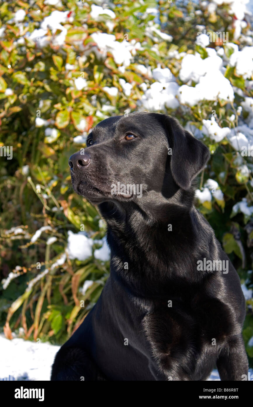 Black Labrador in snow UK Stock Photo - Alamy