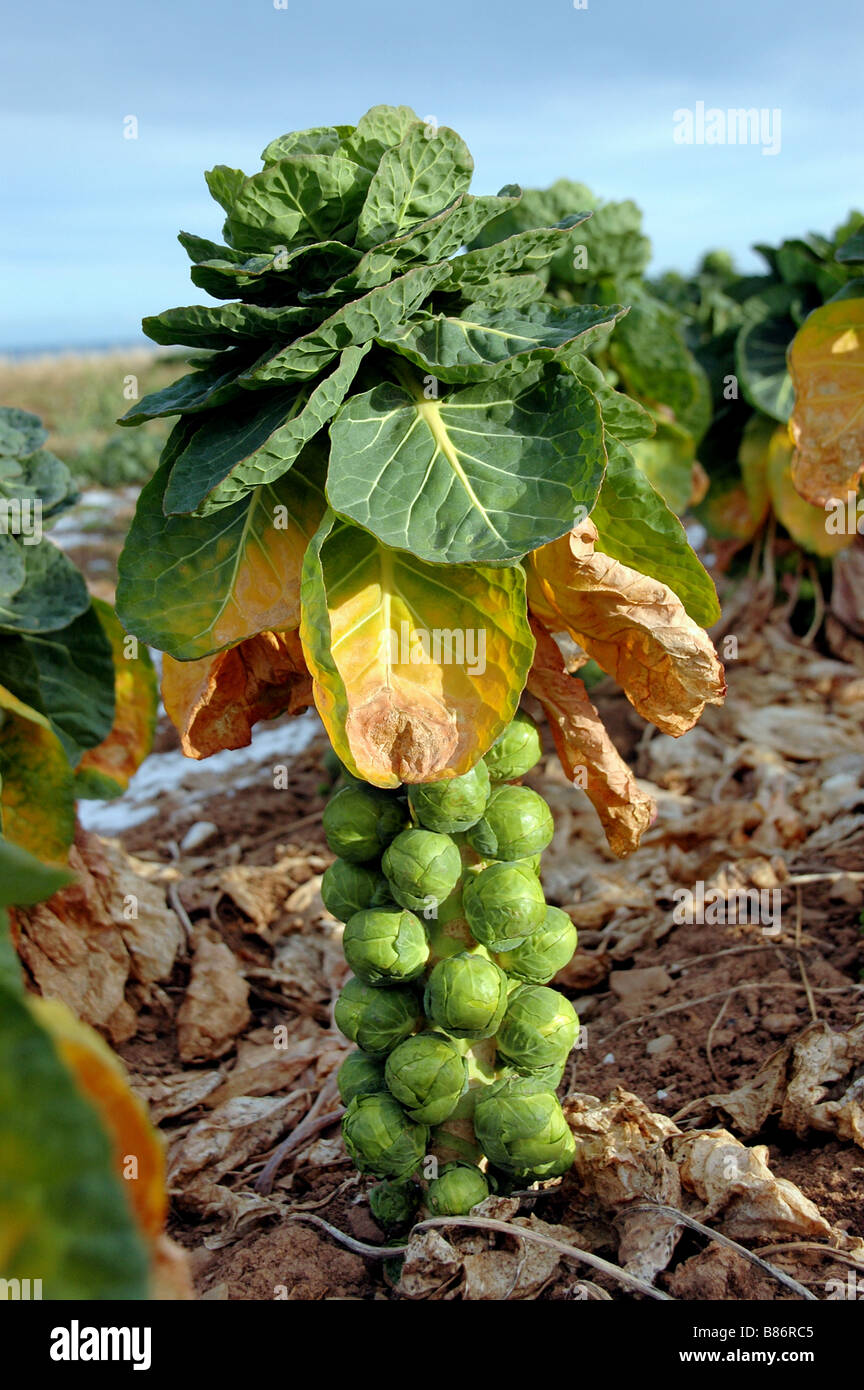 A brussels sprout crop ready to harvest Stock Photo - Alamy