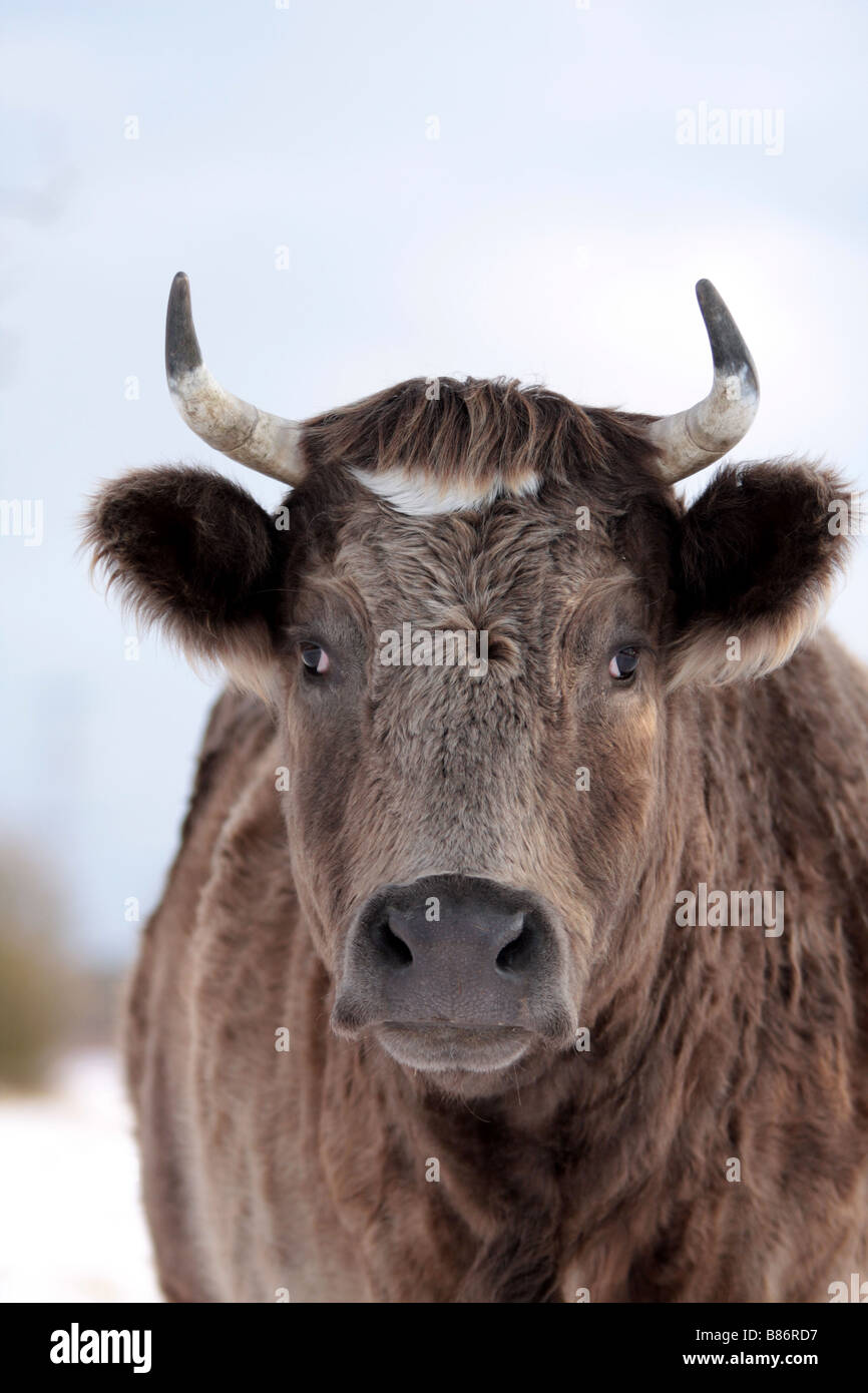 head, headshot, 'charalaris bullock', bull, calf, cow, baby ...