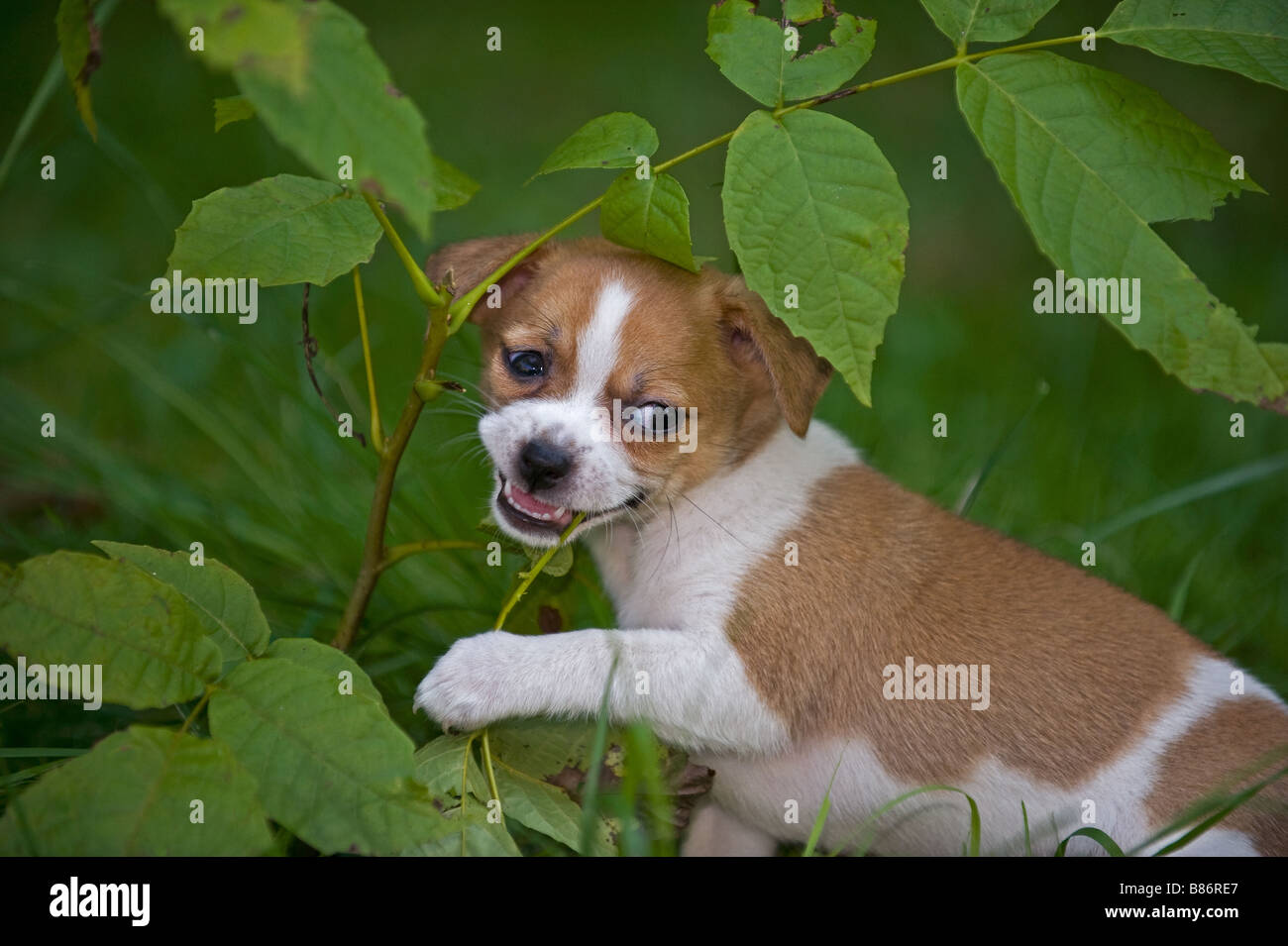 half breed dog puppy at twigs Stock Photo - Alamy