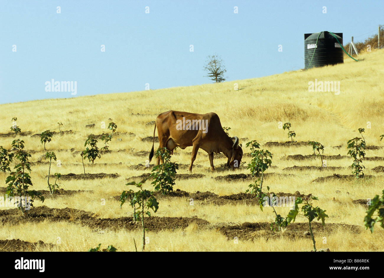 Gujarat india irrigation farm hi-res stock photography and images - Alamy