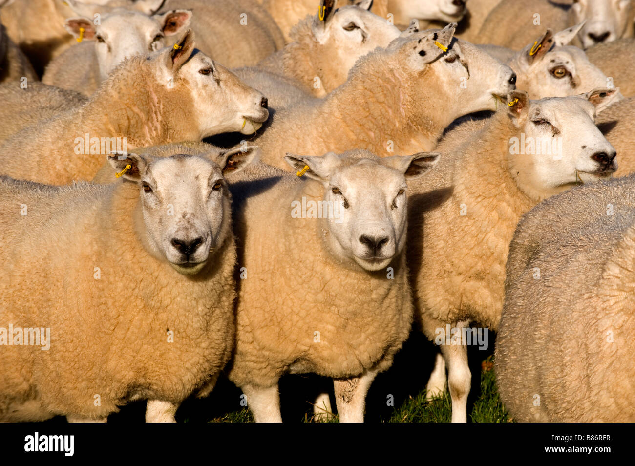 Sheep tup hi-res stock photography and images - Alamy