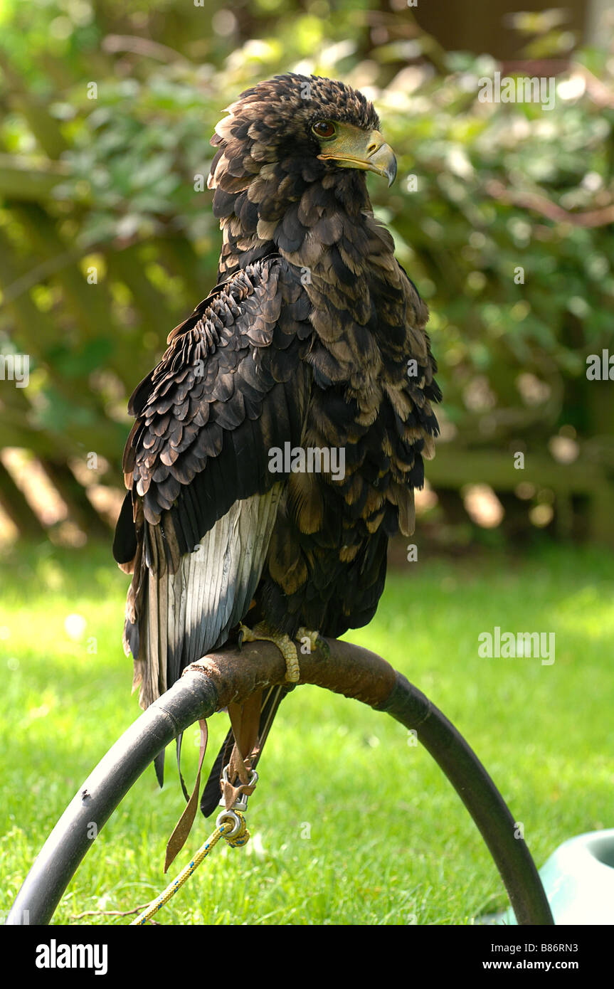 Bateleur Eagle (Terathopius ecaudatus Stock Photo - Alamy