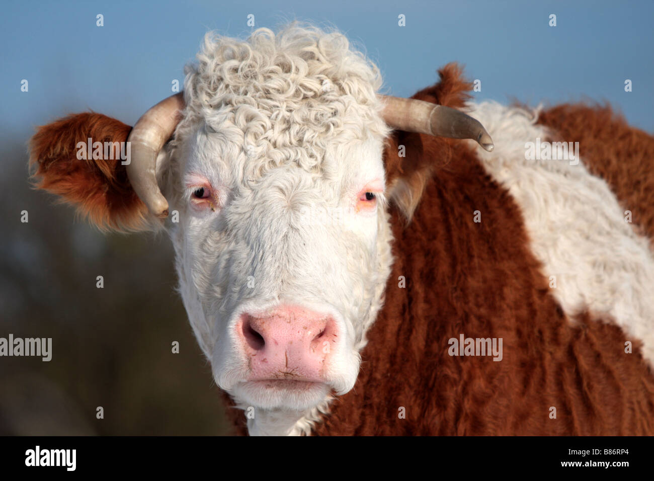 'charalaris bullock', bull, calf, cow, baby, inquisitive, looking, snow ...