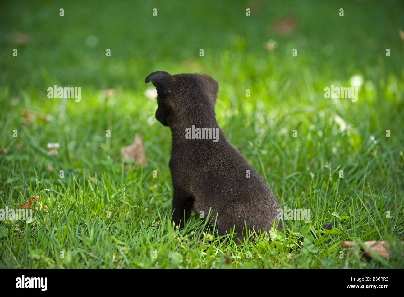 half breed dog puppy - sitting on meadow Stock Photo - Alamy