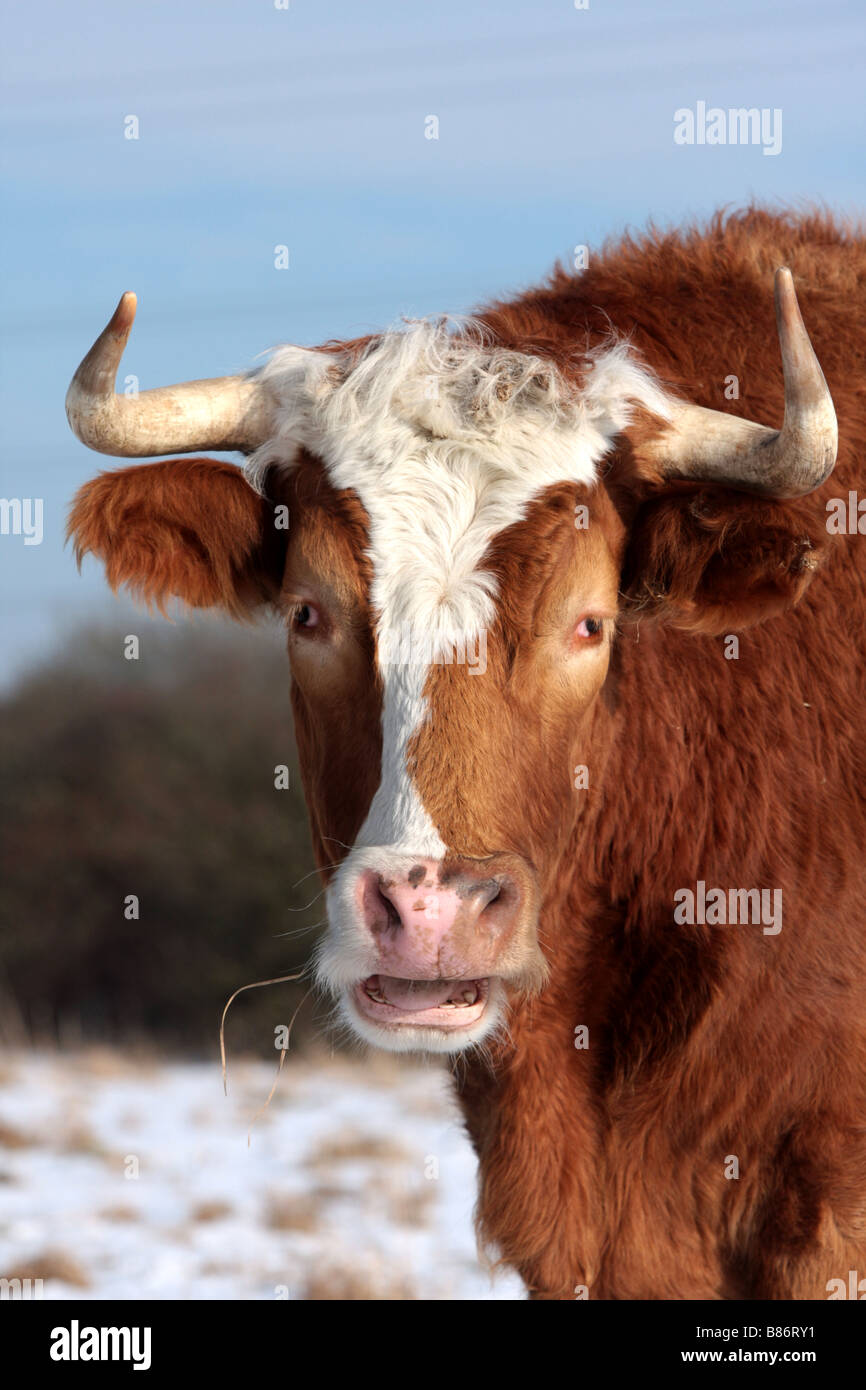 head, headshot, 'charalaris bullock', bull, calf, cow, baby ...