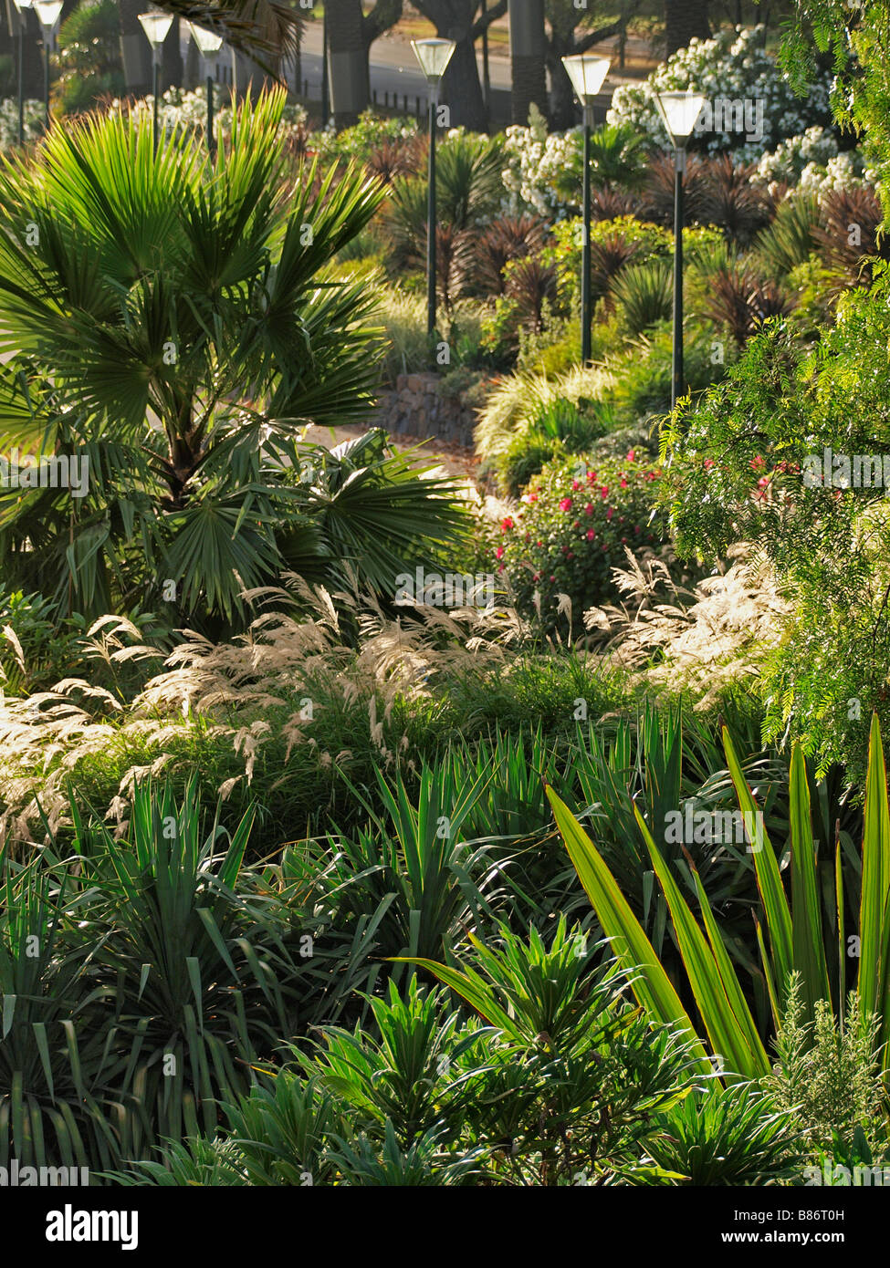 Australian pt garden trees hi-res stock photography and images - Alamy