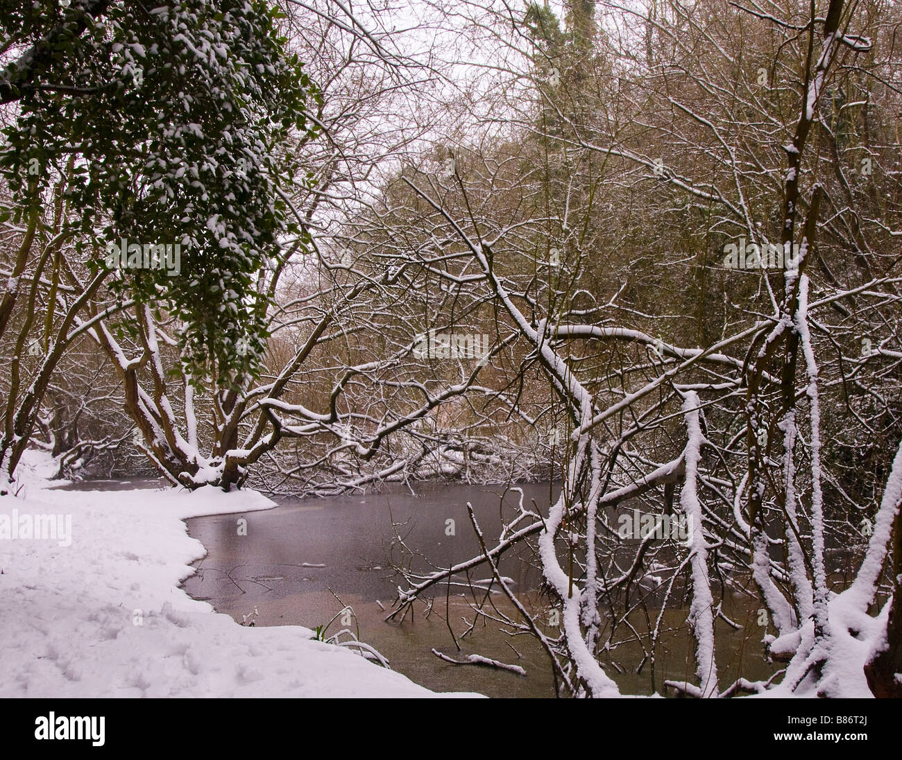 A winter scene by a pond in woodland Stock Photo - Alamy