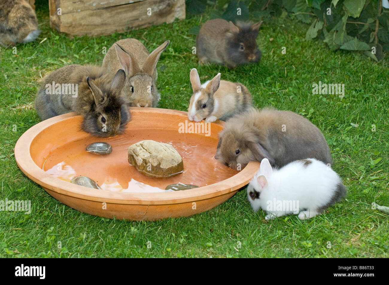 dwarf rabbits - drinking Stock Photo - Alamy