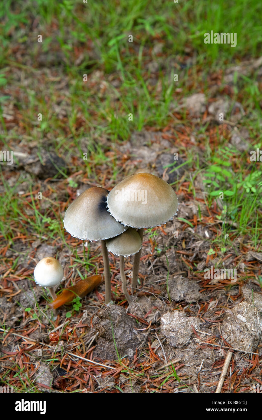 wild mushrooms with slug Stock Photo - Alamy