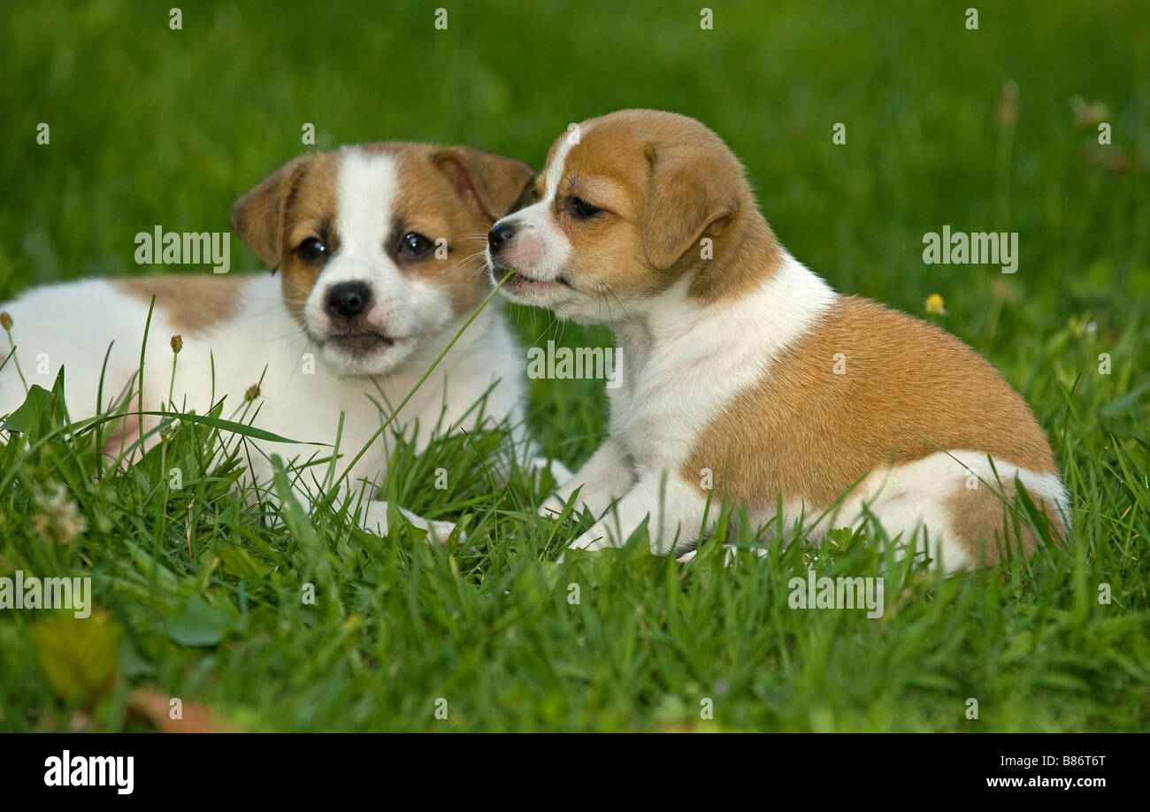 Two half breed dog puppies hi-res stock photography and images - Alamy