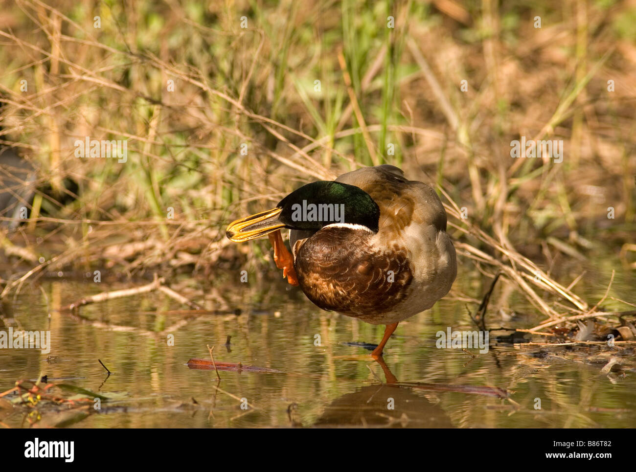 Male Mallard Duck preening feathers in shallow pool of water Stock ...