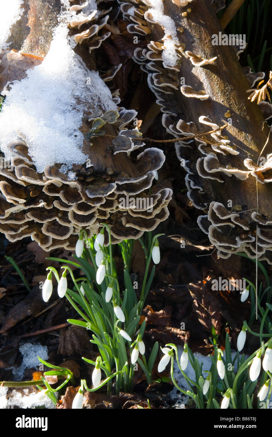 Tree fungus, snow and snow-drops Stock Photo - Alamy