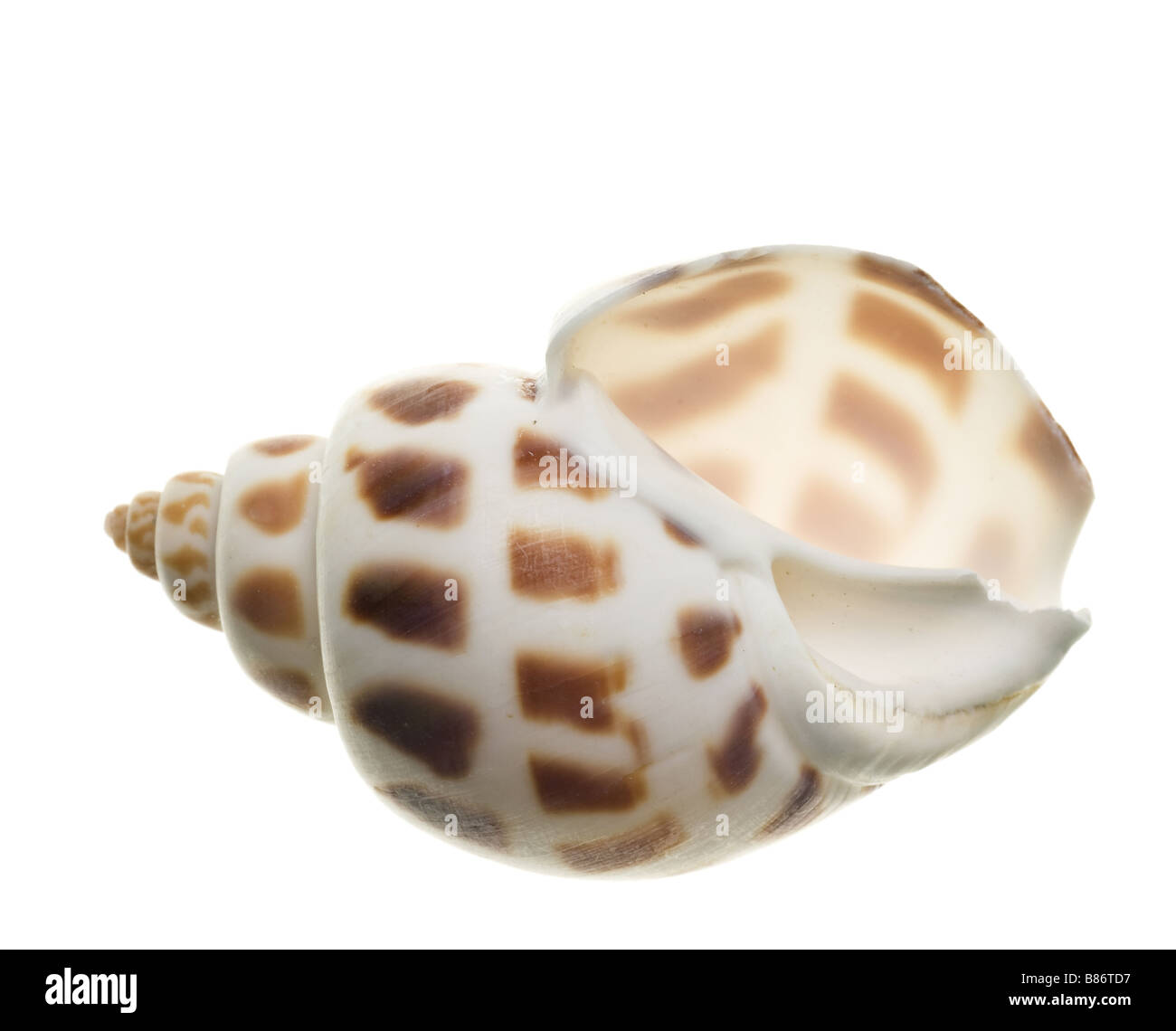 Spotted seashell hi-res stock photography and images - Alamy