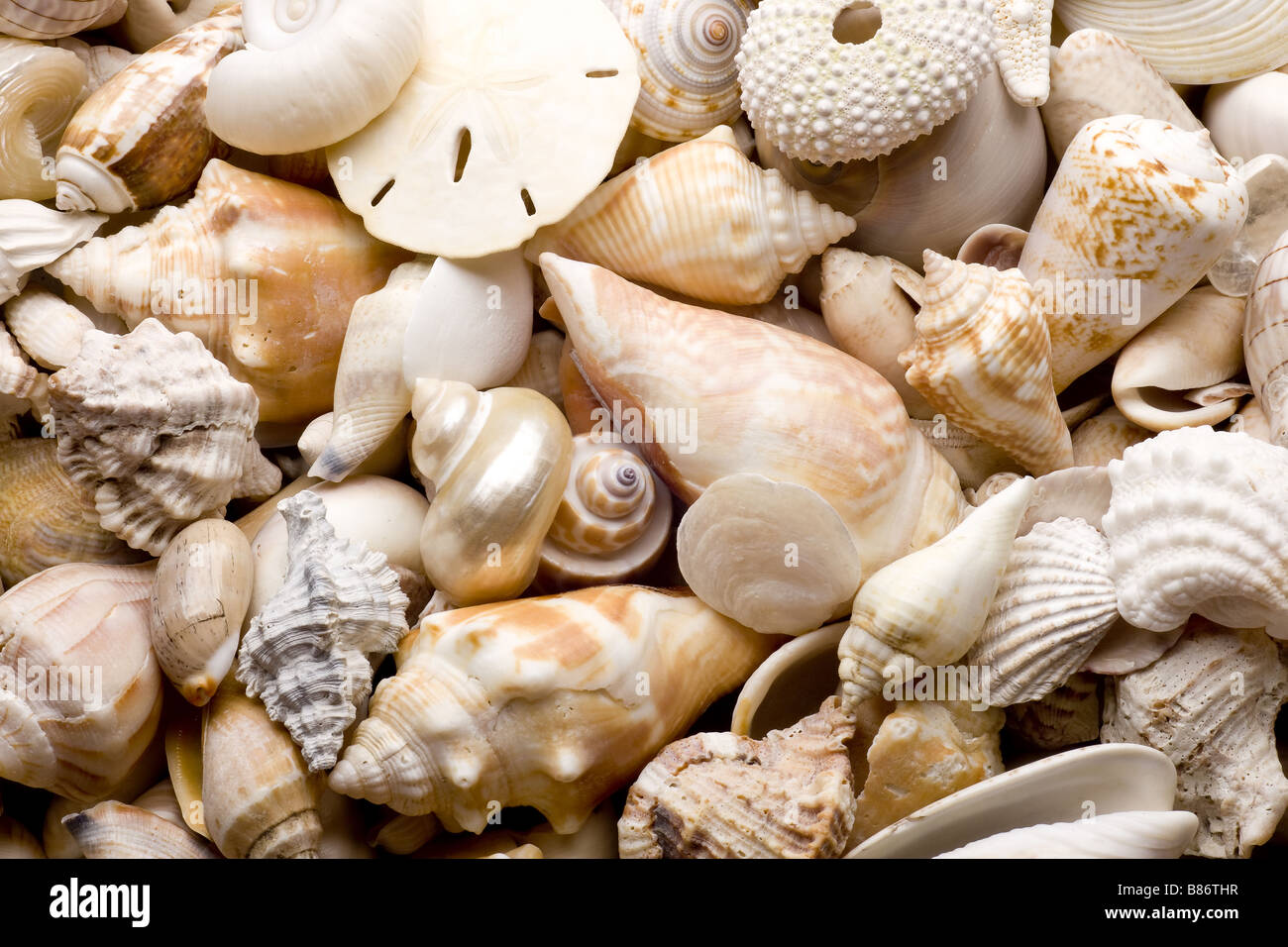 Seashell background hi-res stock photography and images - Alamy