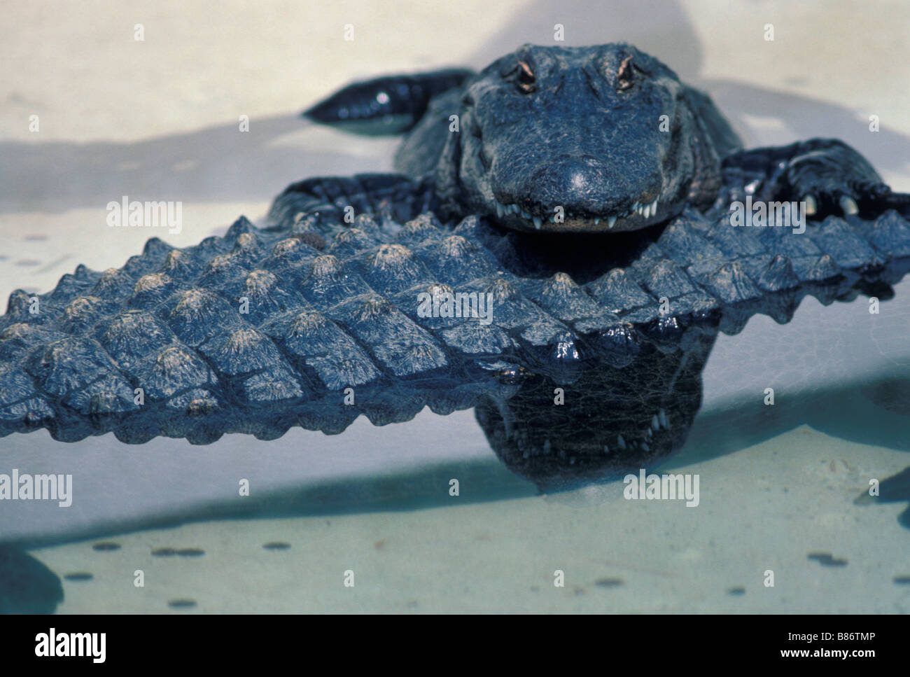 American alligator with alligator tail in jaw Stock Photo - Alamy
