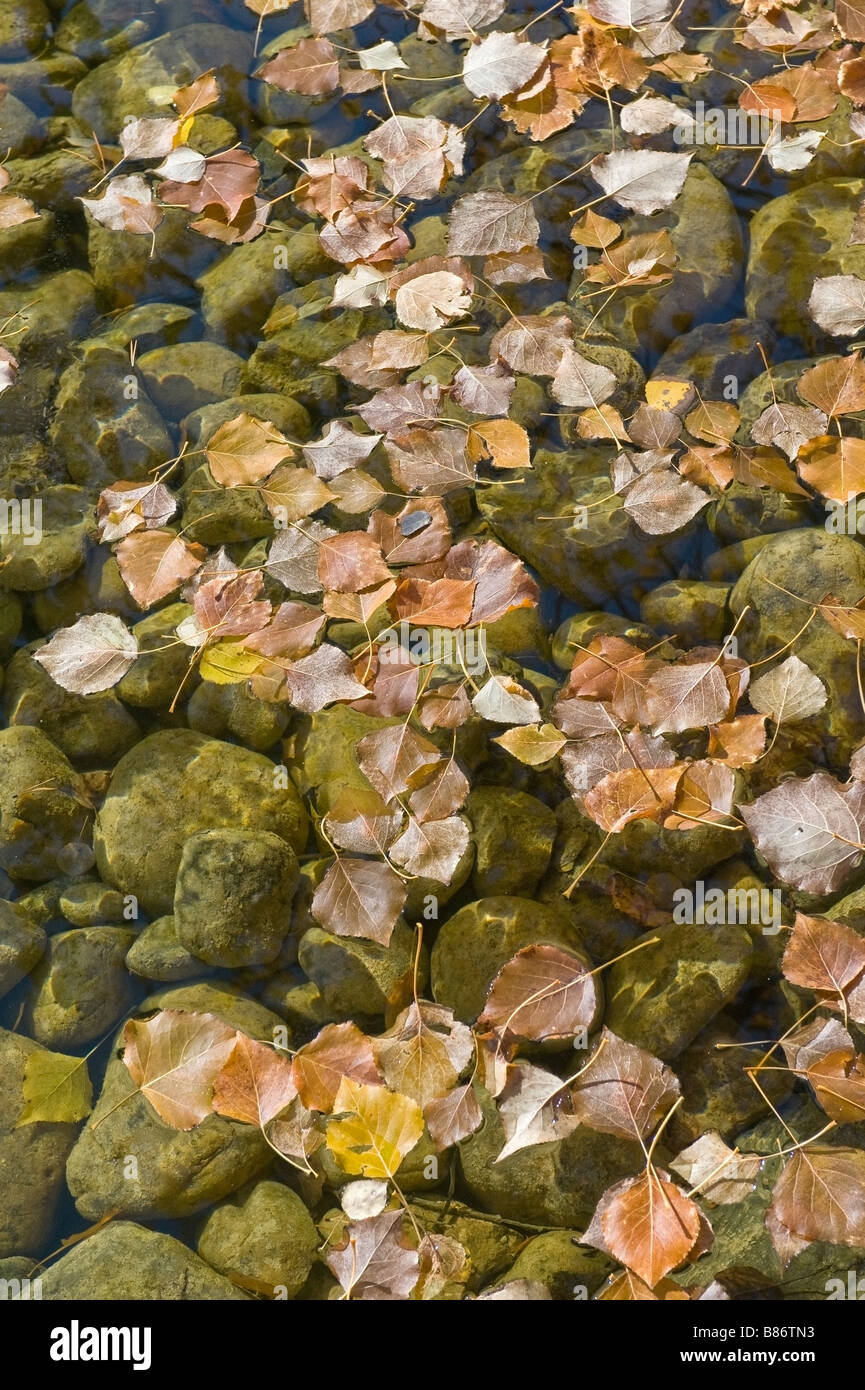 Leaves floating on water Stock Photo - Alamy