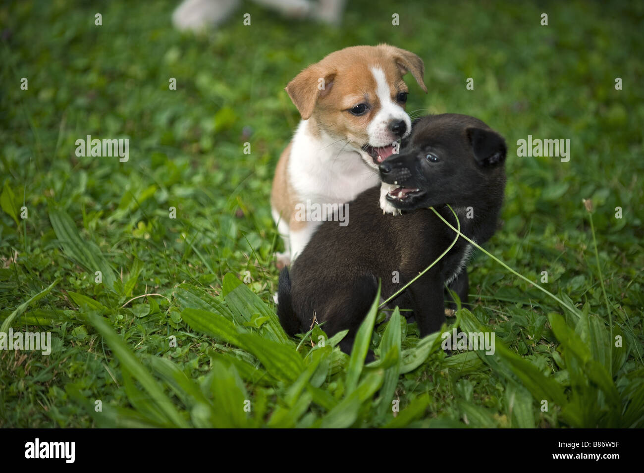 two half breed dog puppies on meadow Stock Photo - Alamy