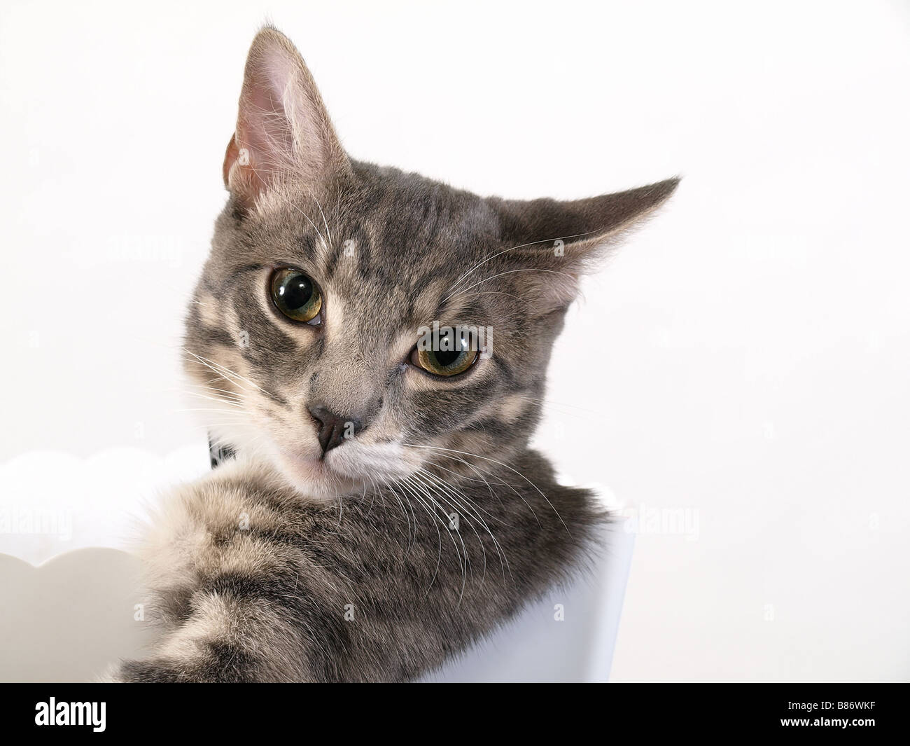 Finds himself face to face the hi-res stock photography and images - Alamy