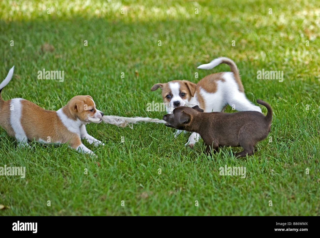 three half breed dog puppies - playing on meadow Stock Photo - Alamy