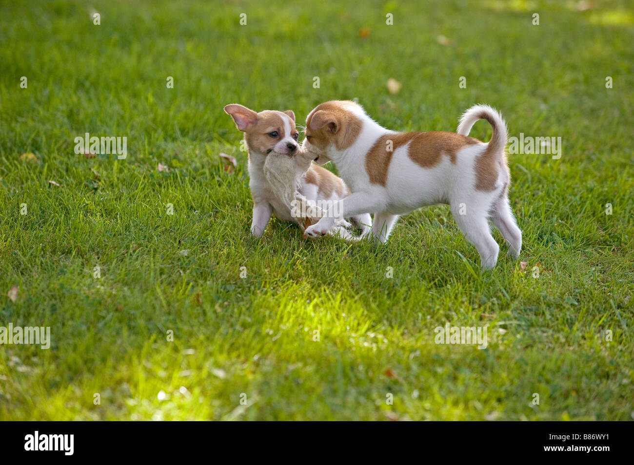 two half breed dog puppies - playing on meadow Stock Photo - Alamy