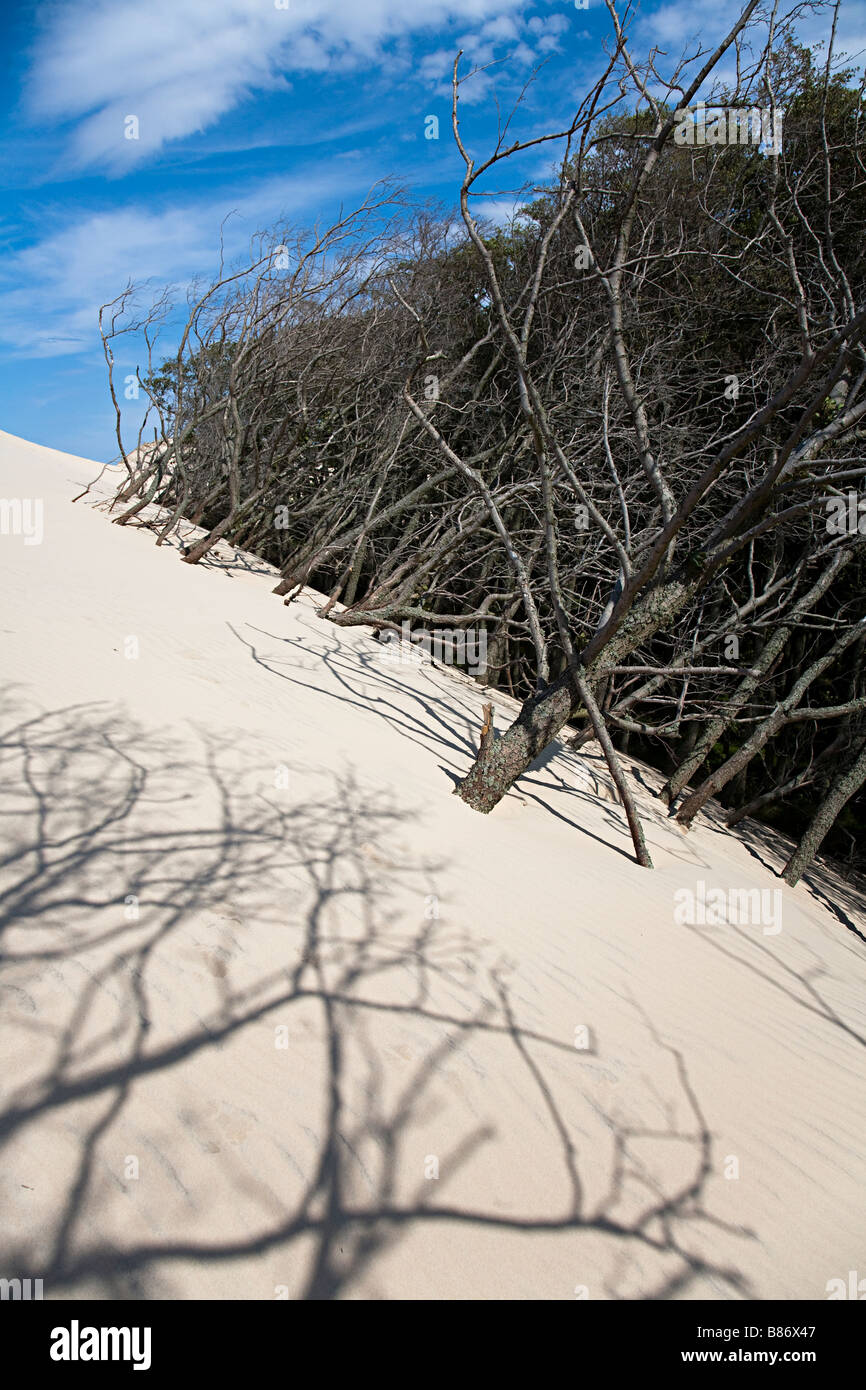 Lacka Gora dunes moving front pushing over forest of trees (this photo ...