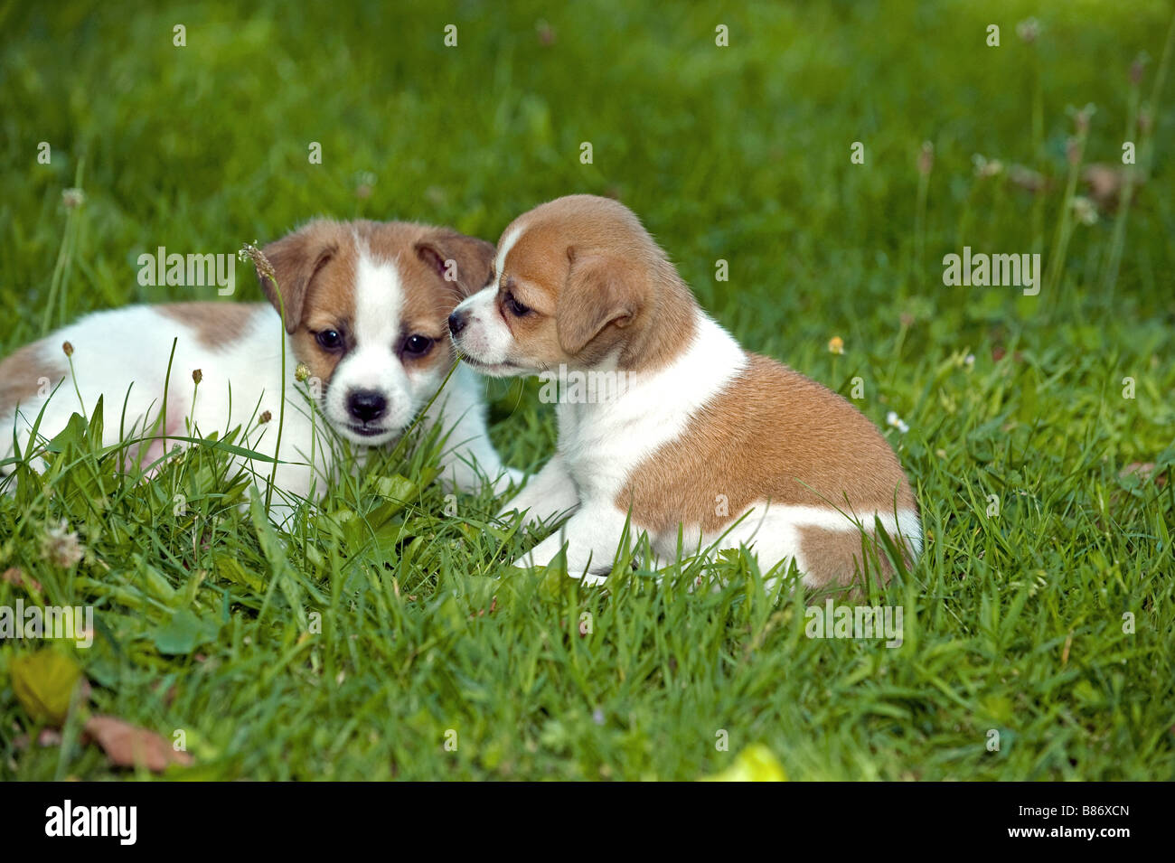 two half breed dog puppies on meadow Stock Photo - Alamy