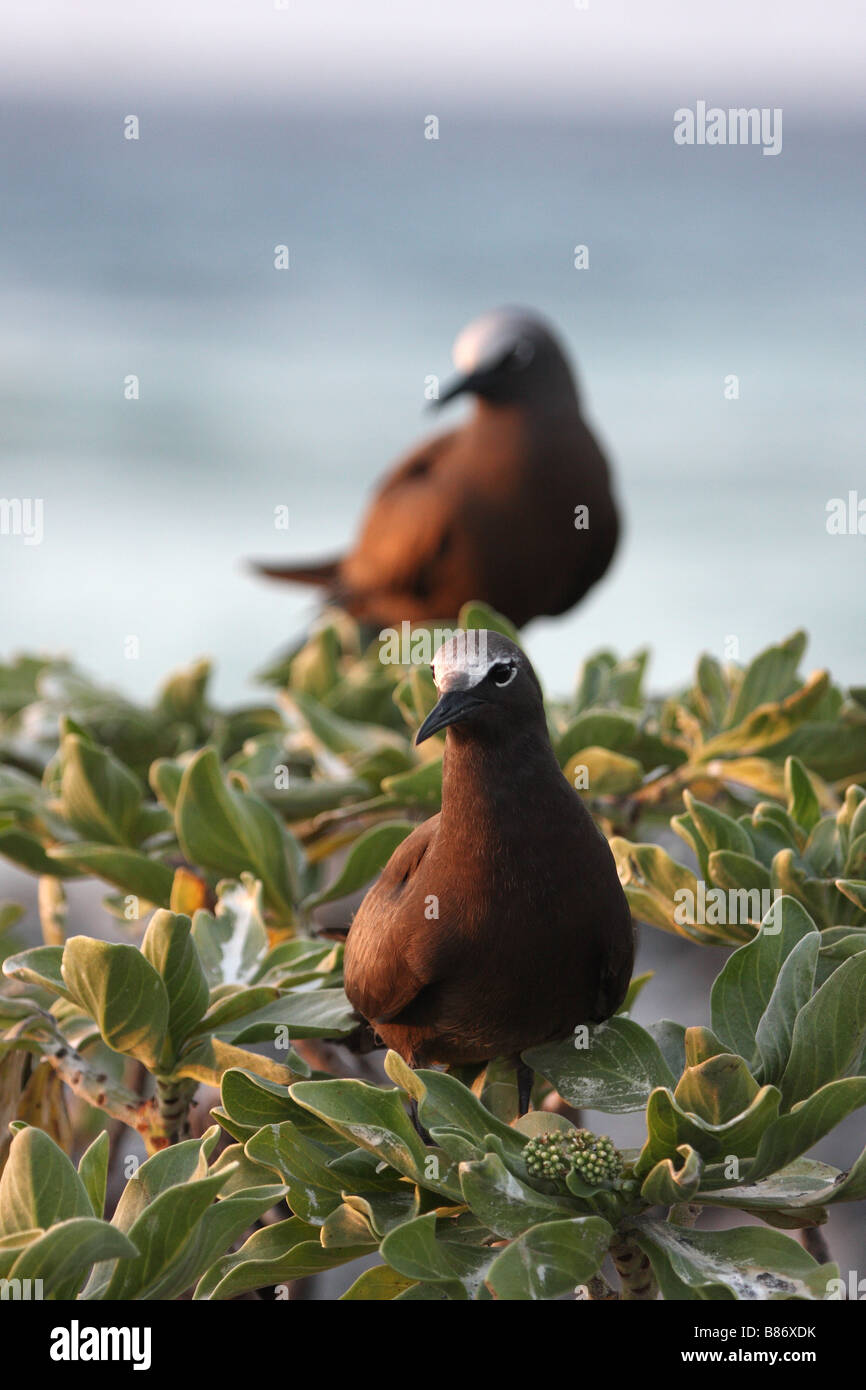 white capped noddies on nest in pistonia tree Stock Photo - Alamy