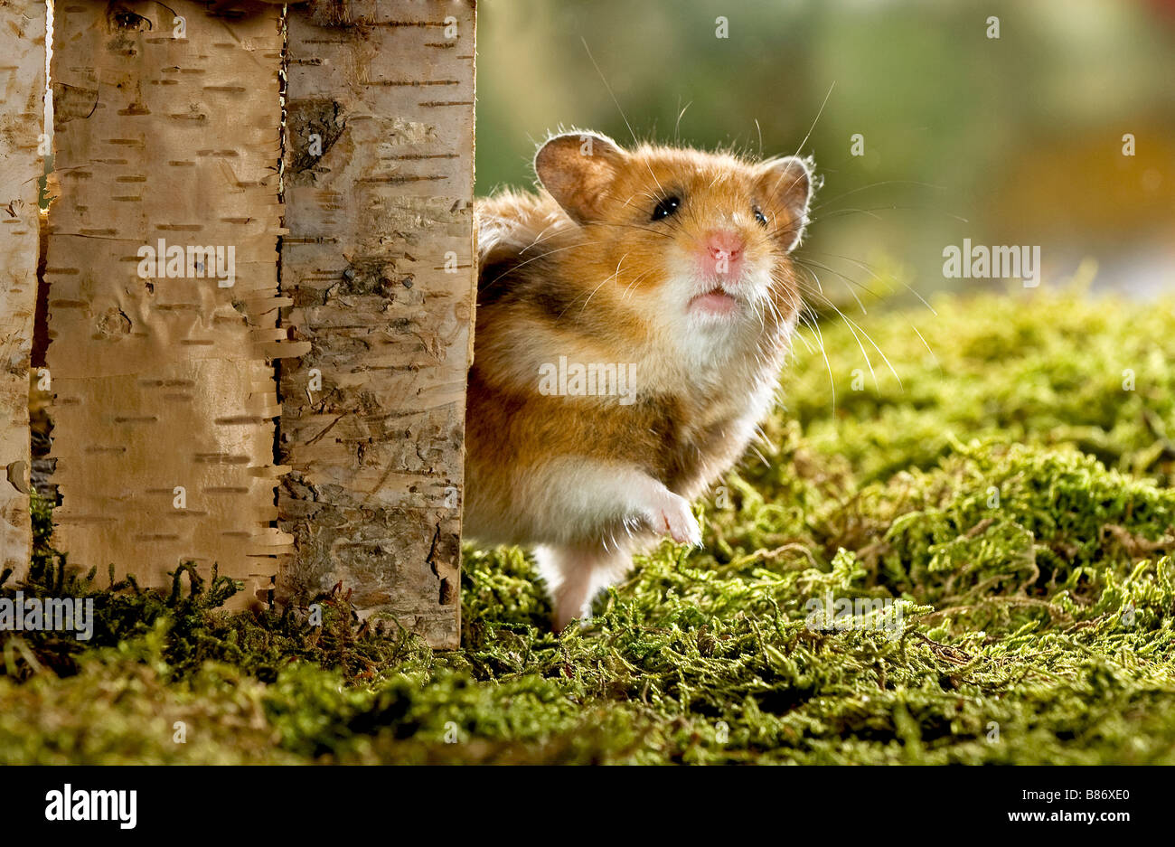 Golden hamster on moss Stock Photo - Alamy