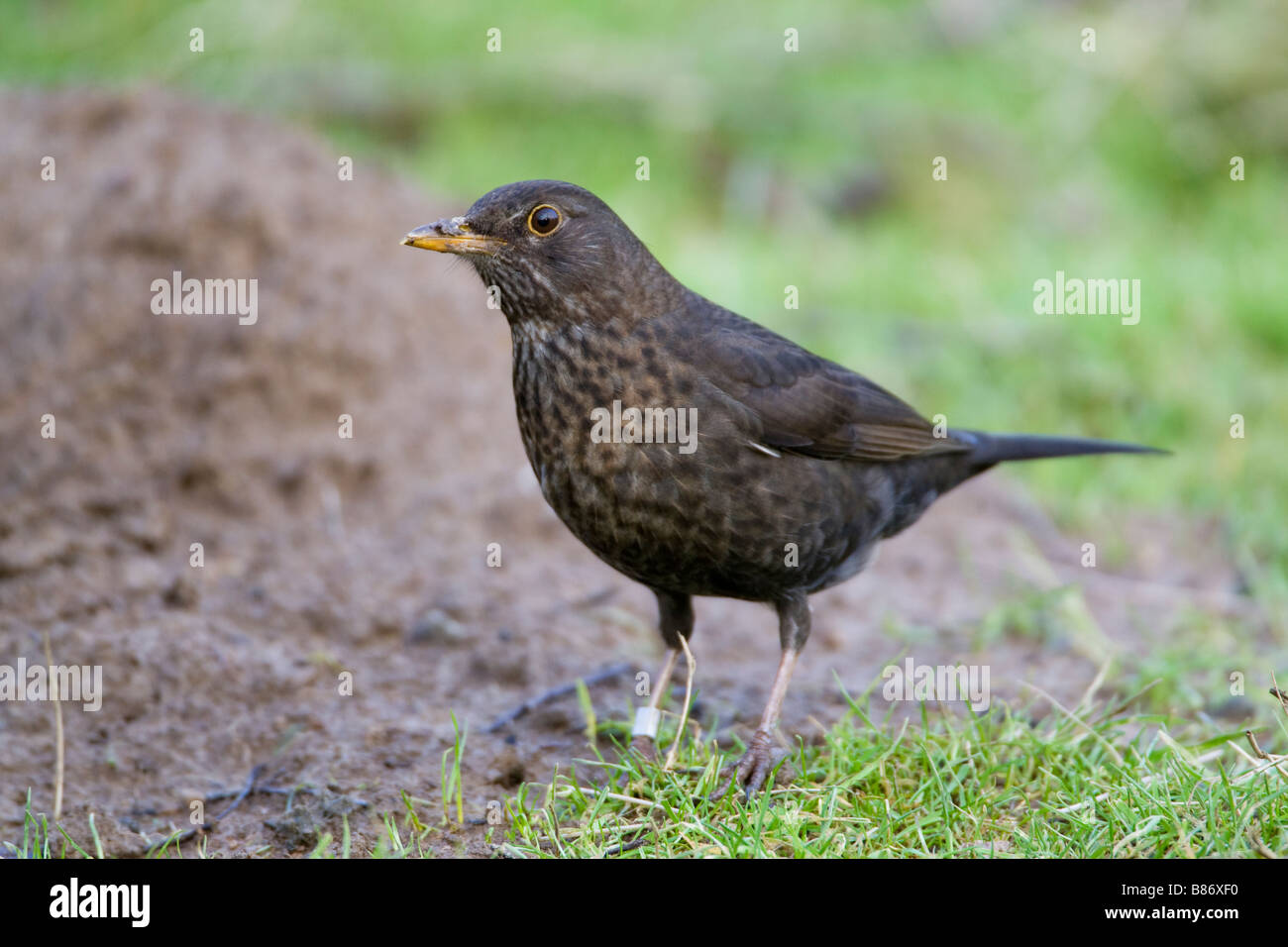 Female blackbird hi-res stock photography and images - Alamy